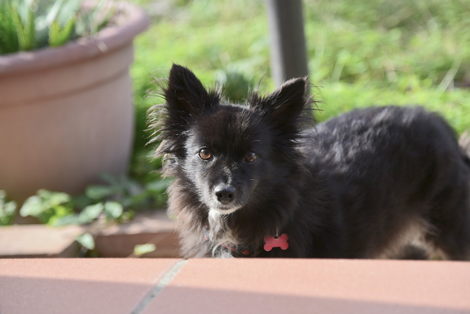 Chicca Foto % Immagini| animali, natura Foto su fotocommunity