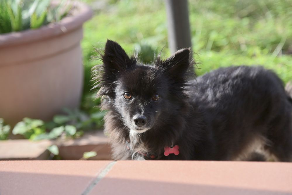 Chicca Foto % Immagini| animali, natura Foto su fotocommunity