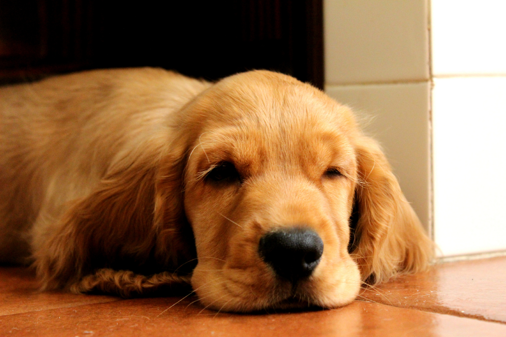 Chicco Foto % Immagini| cani, animali, gatti Foto su fotocommunity