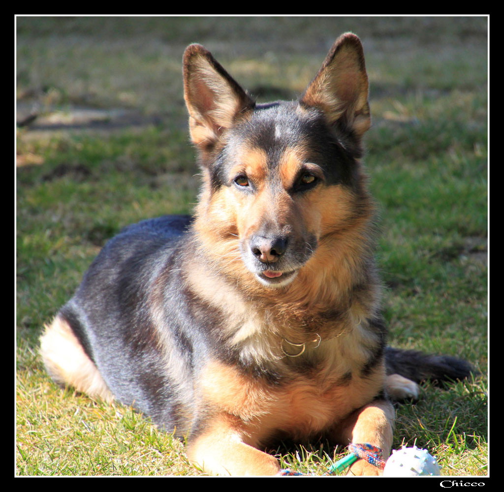 Chicco Foto & Bild | tiere, haustiere, hunde Bilder auf fotocommunity