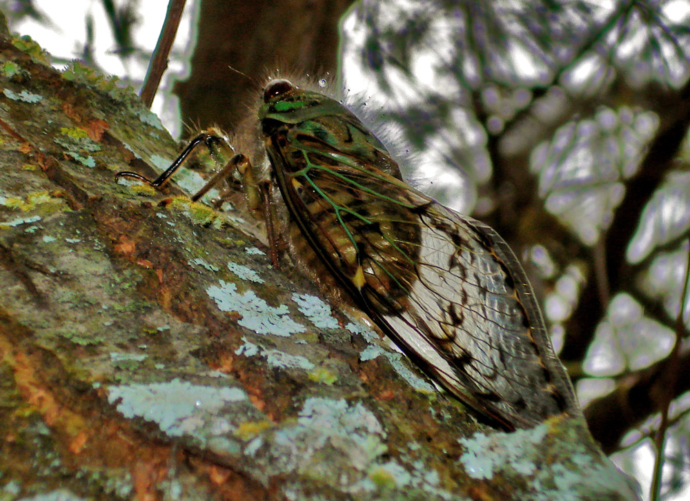 Chicharra Imagen & Foto | animales, invertebrados , naturaleza Fotos de ...
