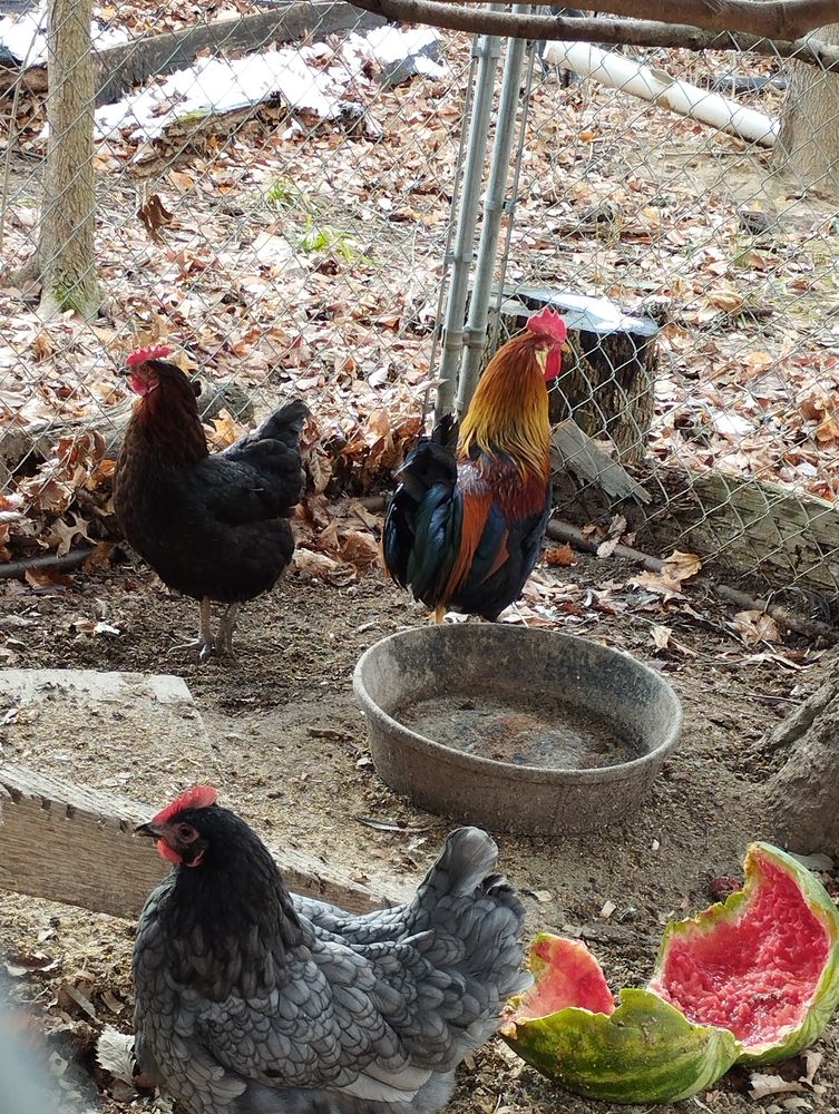 Chicken at an Old American Farm Foto & Bild | north america, united ...