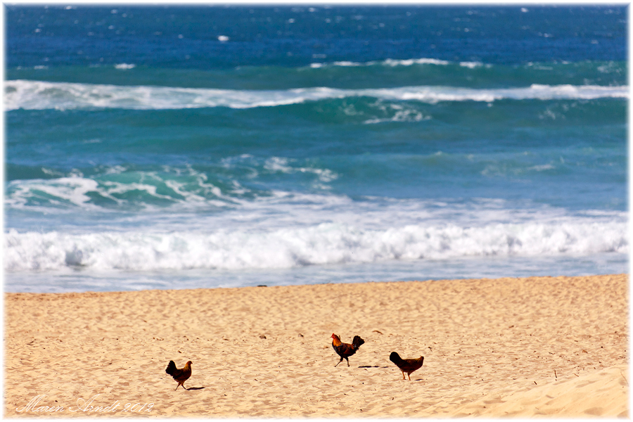 Chicken Beach Foto & Bild | north america, united states, hawaii Bilder ...
