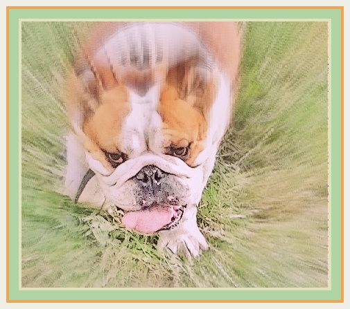 Chien-cochon photo et image | animaux, chiens, 02-08-16 Images ...