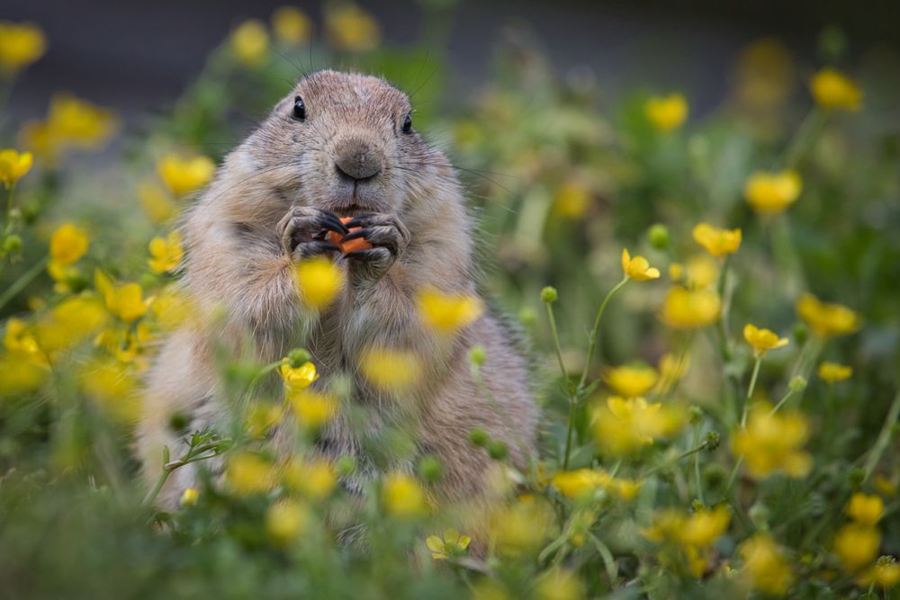 Chien de prairie photo et image | animaux, zoo et animaux en captivité ...