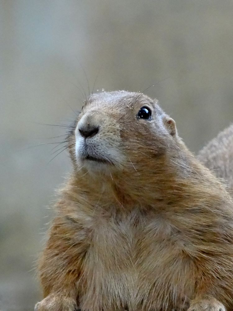 Chien de prairie photo et image | animaux, zoo et animaux en captivité ...
