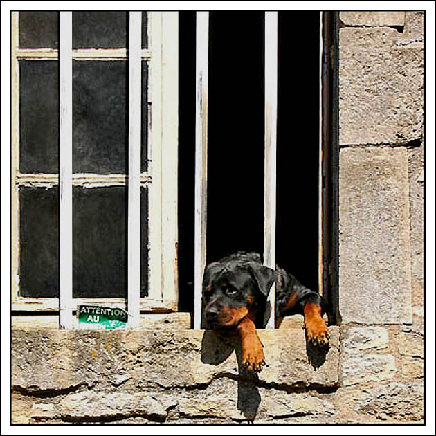 chien méchant photo et image | animaux, animaux domestiques, chiens ...