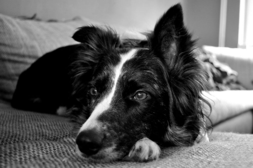 Chill Like A Border Foto Bild Tiere Haustiere Hunde Bilder Auf chill-like-a-border-foto-bild-tiere-haustiere-hunde-bilder-auf