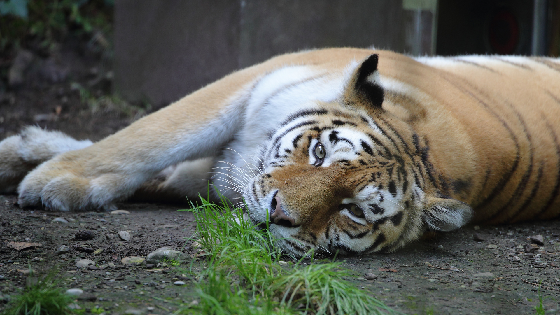 Chill Tiger Chill Foto & Bild | tiere, zoo, wildpark & falknerei ...