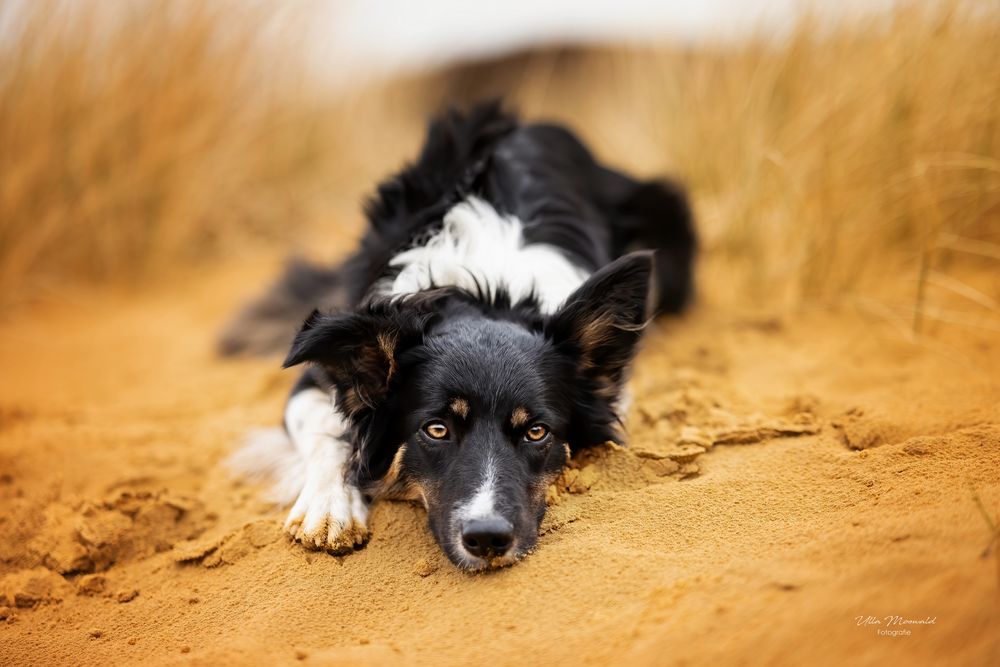 ...chillen... Foto & Bild | hunde, hund, sylt Bilder auf fotocommunity