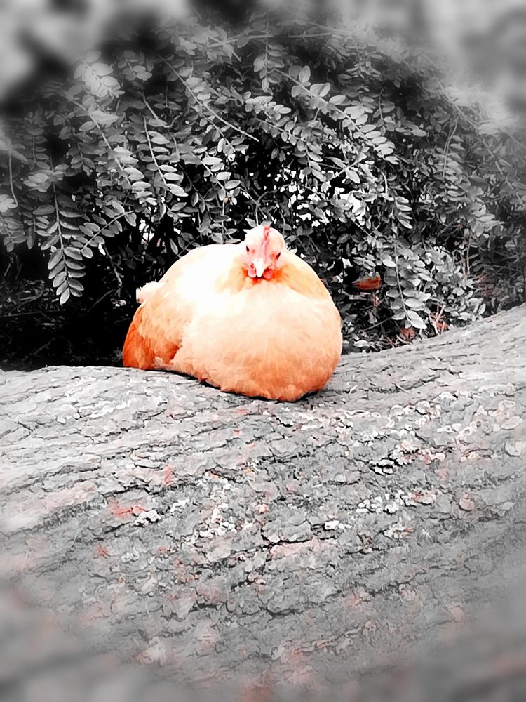 Chillen Foto & Bild | tiere, haustiere, vögel Bilder auf fotocommunity