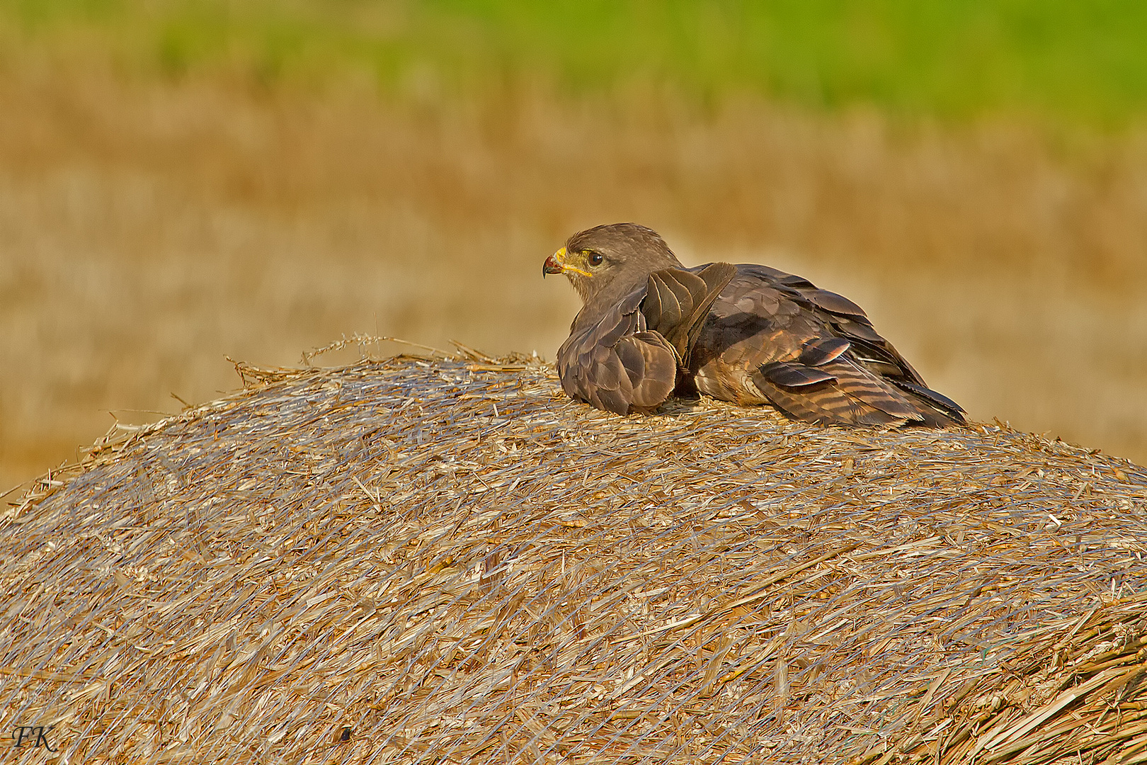 Chillen *** Foto & Bild | tiere, wildlife, wild lebende vögel Bilder ...