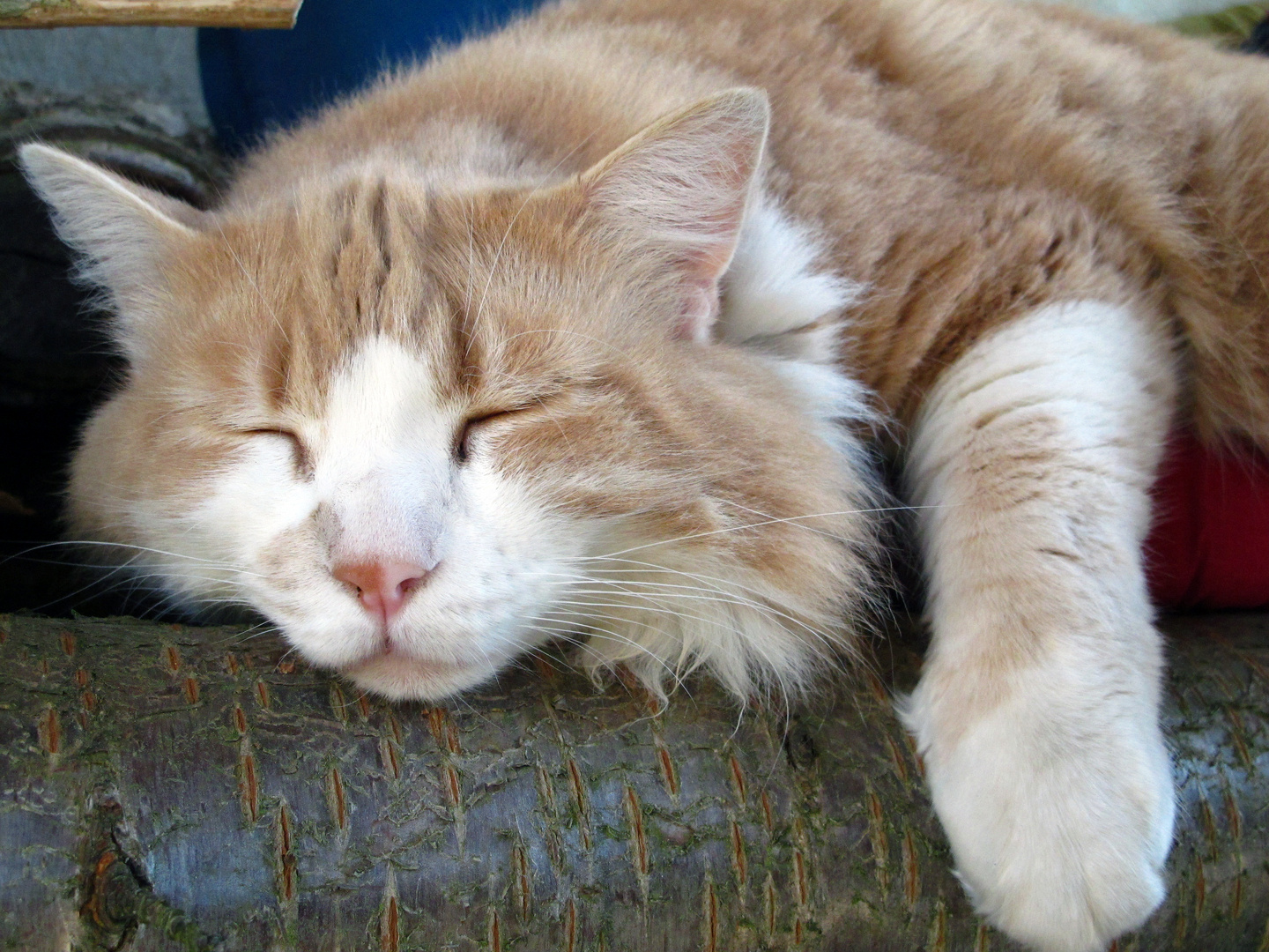 Chillen Foto & Bild | tiere, haustiere, katzen Bilder auf fotocommunity