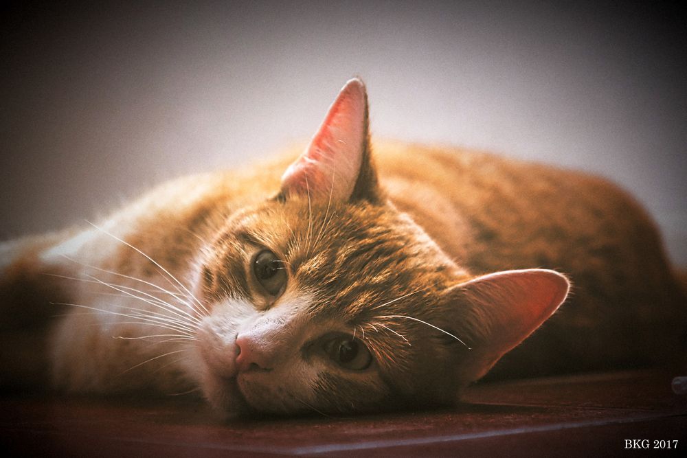 Chillen Foto & Bild | tiere, haustiere, jahreszeiten Bilder auf ...