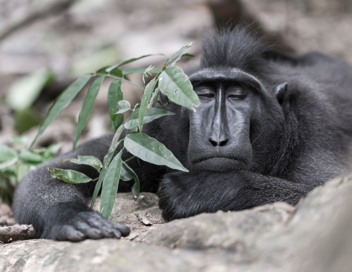 chillen Foto & Bild | natur, tiere, affe Bilder auf fotocommunity