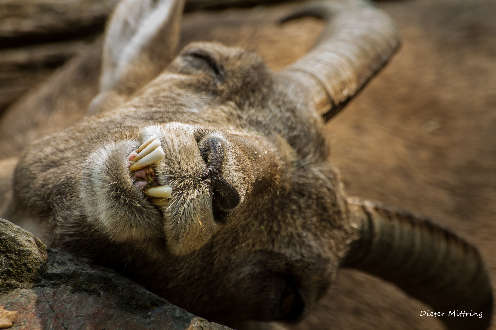 "Chillen" Foto & Bild | natur, tiere, wildlife Bilder auf fotocommunity
