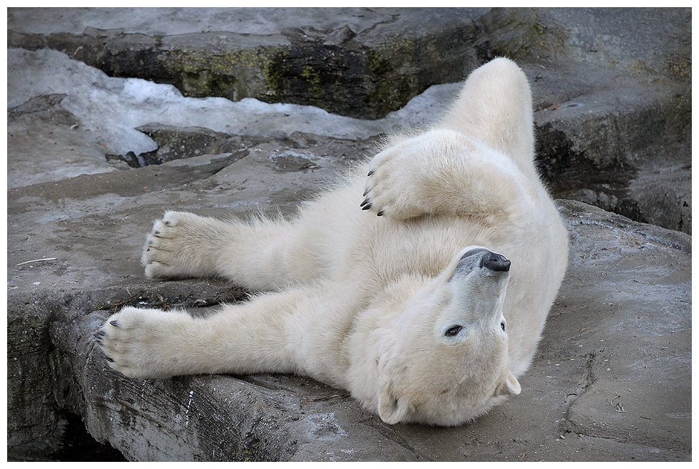 Chillen Foto & Bild | tiere, zoo, wildpark & falknerei, säugetiere ...