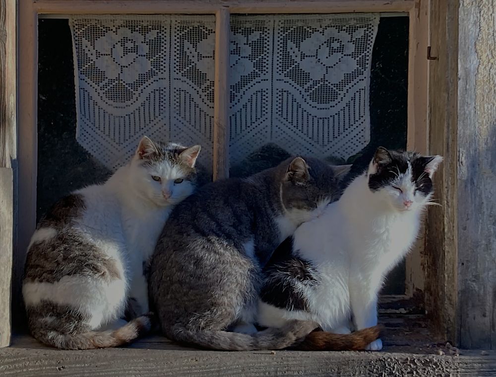 chillen.. Foto & Bild | tiere, haustiere, katzen Bilder auf fotocommunity