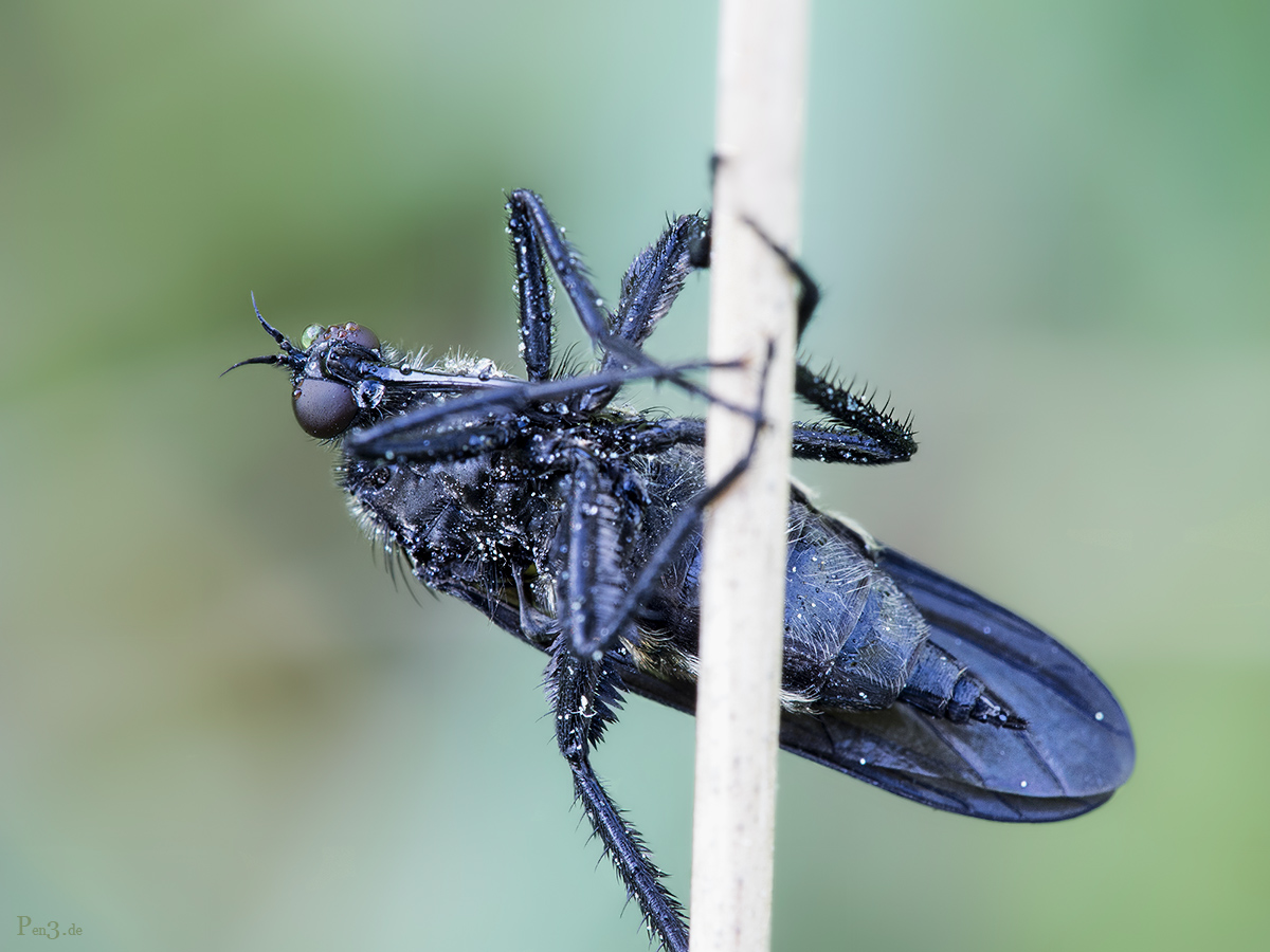 Chillen....... Foto & Bild | tiere, wildlife, insekten Bilder auf ...