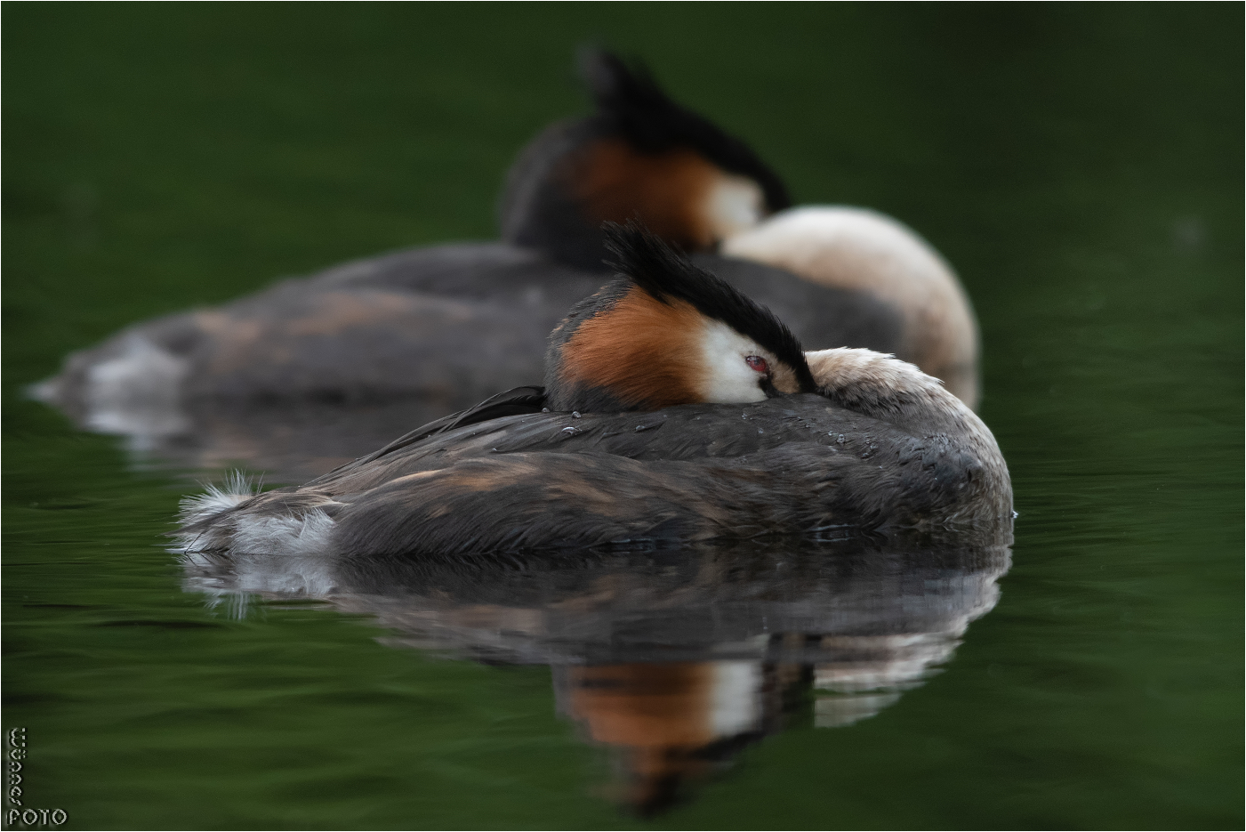 Chillen Foto & Bild | tiere, wildlife, wild lebende vögel Bilder auf ...