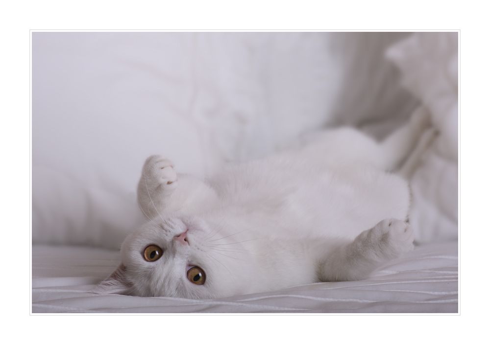 ~ chillen ~ Foto & Bild | tiere, haustiere, katzen Bilder auf fotocommunity