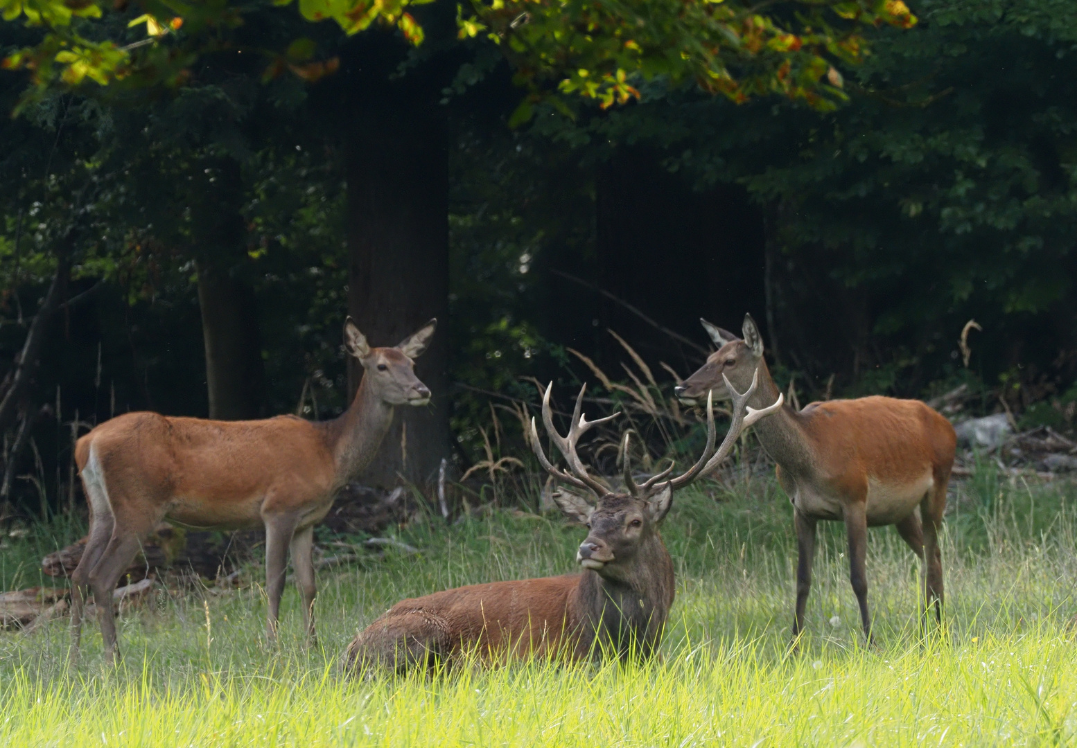 Chillen Foto & Bild | tiere, wildlife, säugetiere Bilder auf fotocommunity