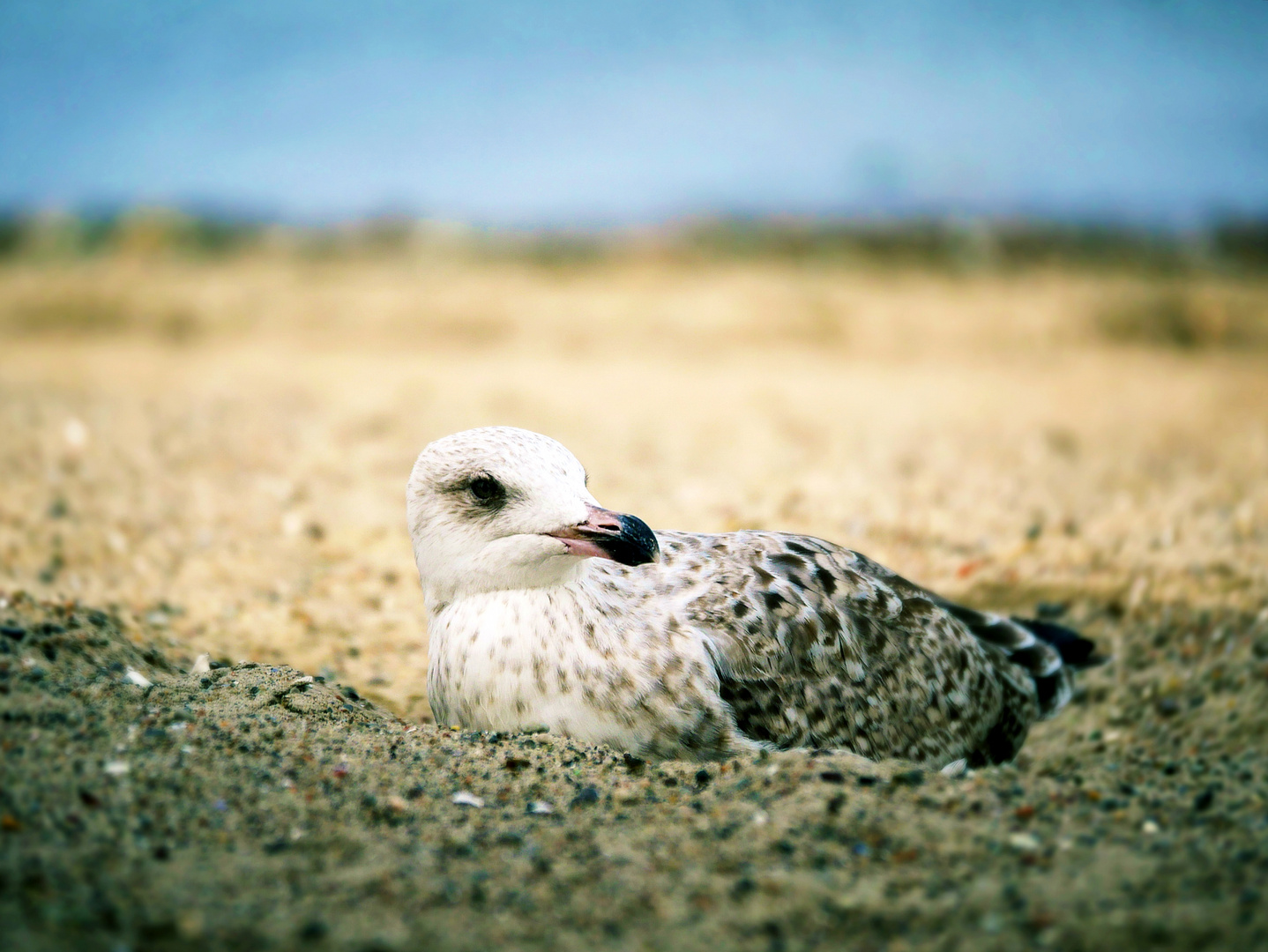 Chillen Foto & Bild | deutschland, europe, schleswig- holstein Bilder ...