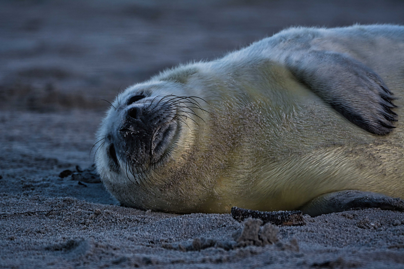 Chillen am Strand Foto & Bild | tiere, wildlife, säugetiere Bilder auf ...