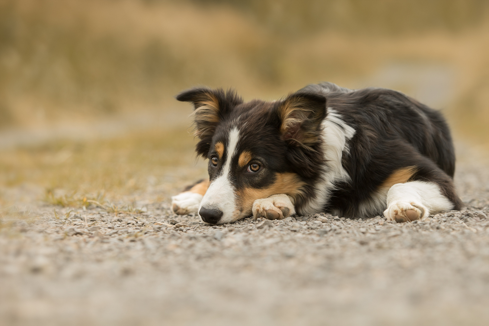 Chillen Foto & Bild | tiere, haustiere, hunde Bilder auf fotocommunity