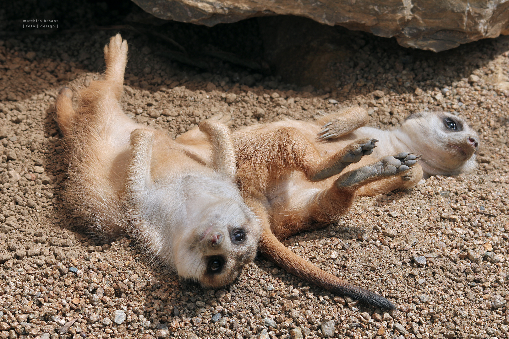 CHILLEN Foto & Bild | tiere, zoo, wildpark & falknerei, säugetiere ...