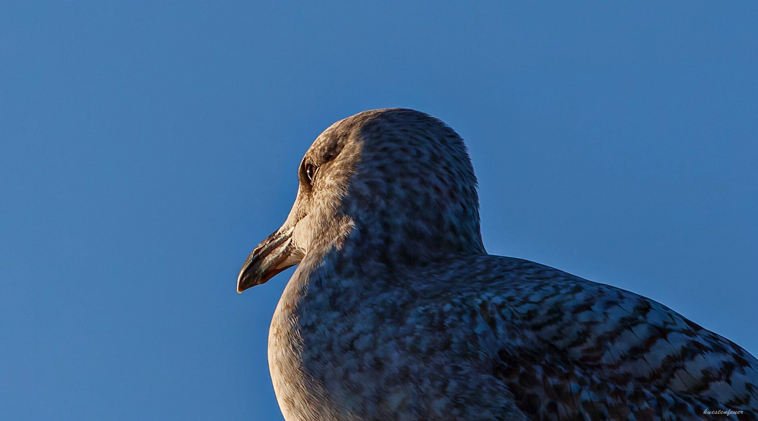 Chillen..... Foto & Bild | tiere, wildlife, wild lebende vögel Bilder ...