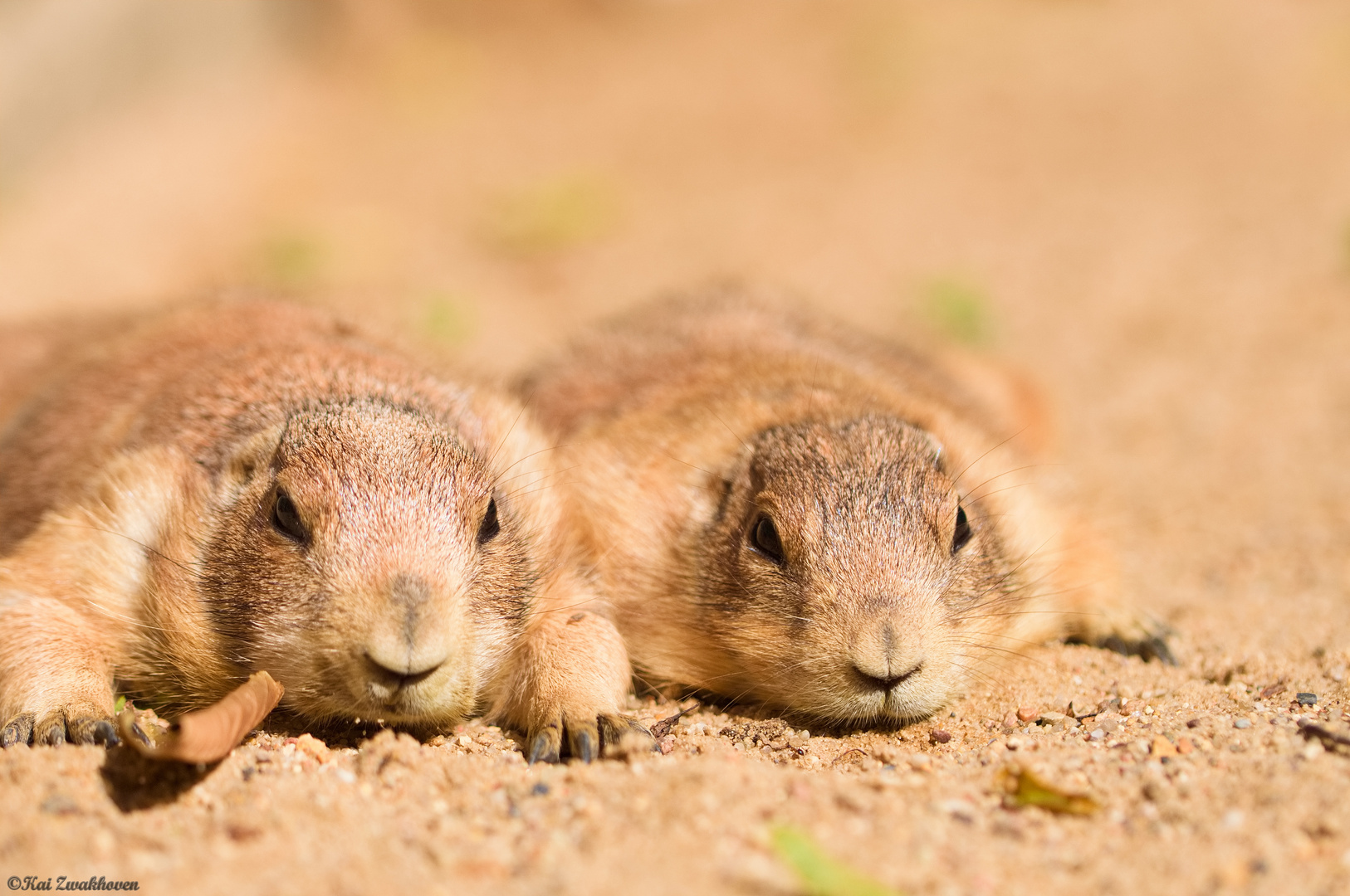 "chillen" Foto & Bild | tiere, zoo, wildpark & falknerei, säugetiere ...