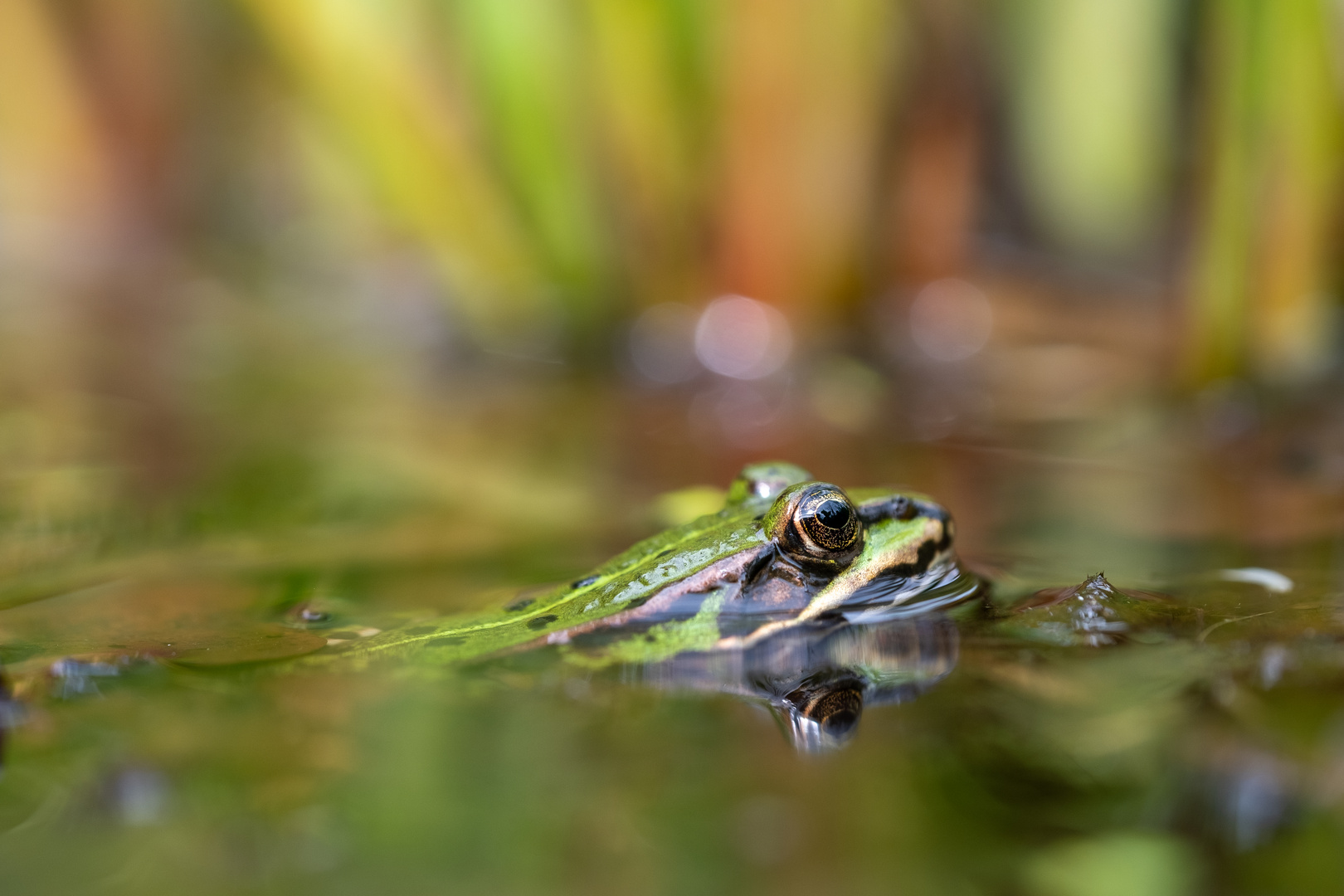 Chillen Foto & Bild | tiere, wildlife, amphibien & reptilien Bilder auf ...