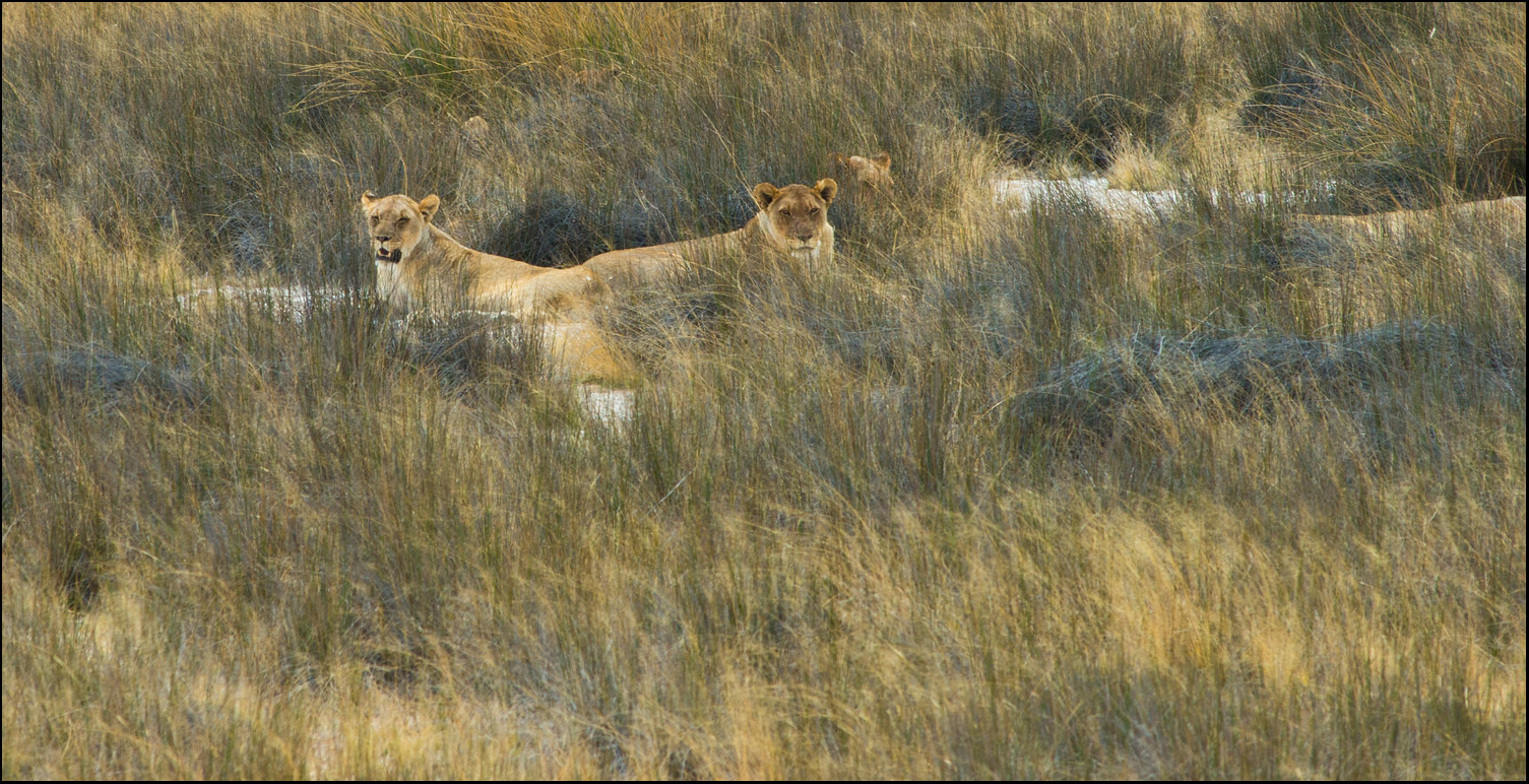 chillen Foto & Bild | africa, southern africa, namibia Bilder auf ...