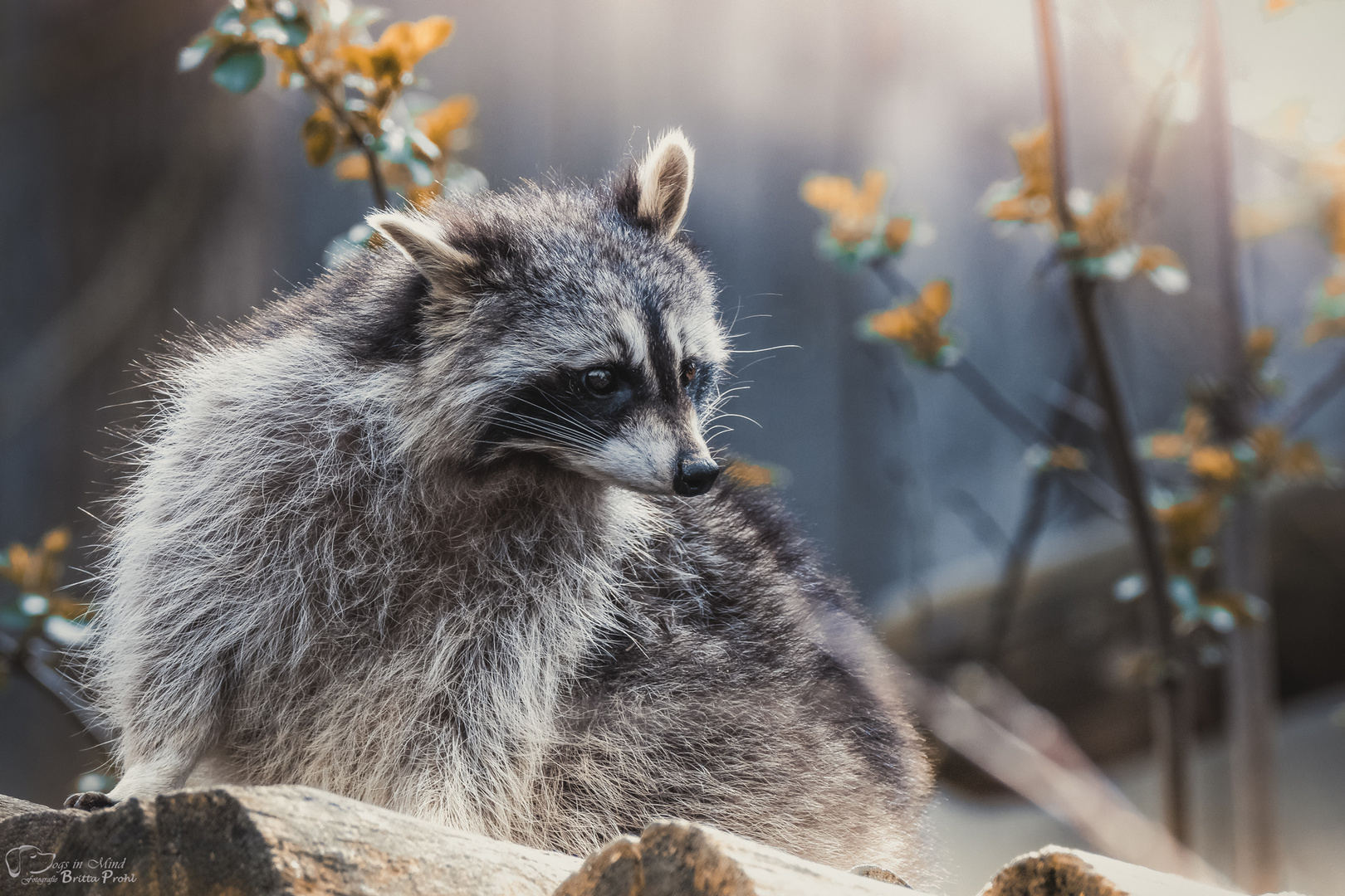 Chillen...... Foto & Bild | tiere, zoo, wildpark & falknerei ...