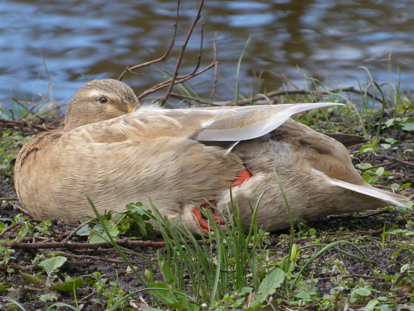 Chillen in der Mittagssonne Foto & Bild | tiere, wildlife, wild lebende ...