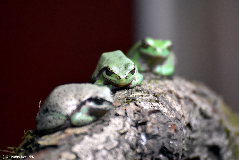 Chillen mit den Jungs Foto & Bild | tiere, wildlife, zoo, wildpark ...