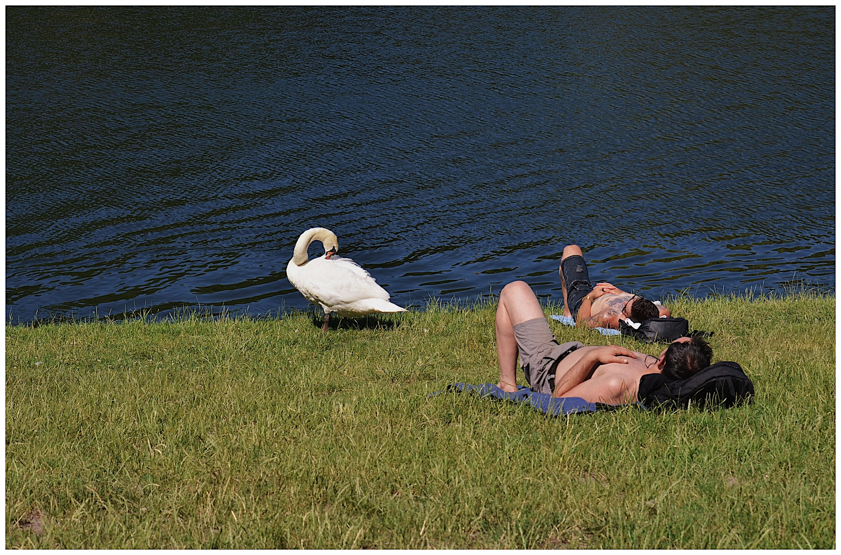 Chillen mit Schwan Foto & Bild | erwachsene menschen, tiere, streetfotografie mit menschen ...