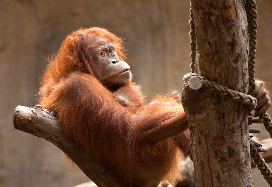 chillen ... oder? Foto & Bild | tiere, zoo, wildpark & falknerei ...