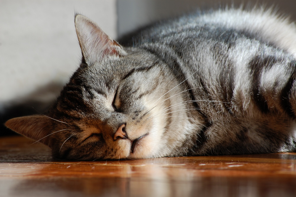 Chillen, oder doch Koma ;-) Foto & Bild | tiere, haustiere, katzen ...