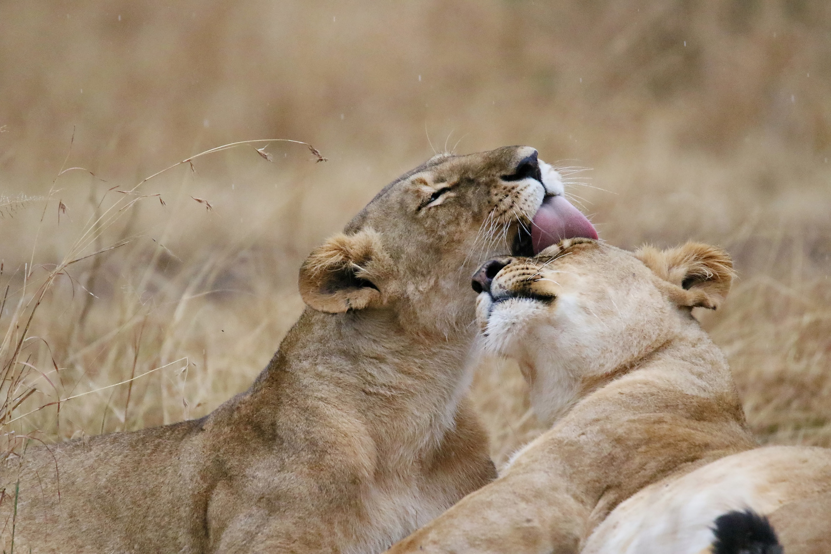 chillen...(+Film)... Foto & Bild | natur, tiere, wildlife Bilder auf ...