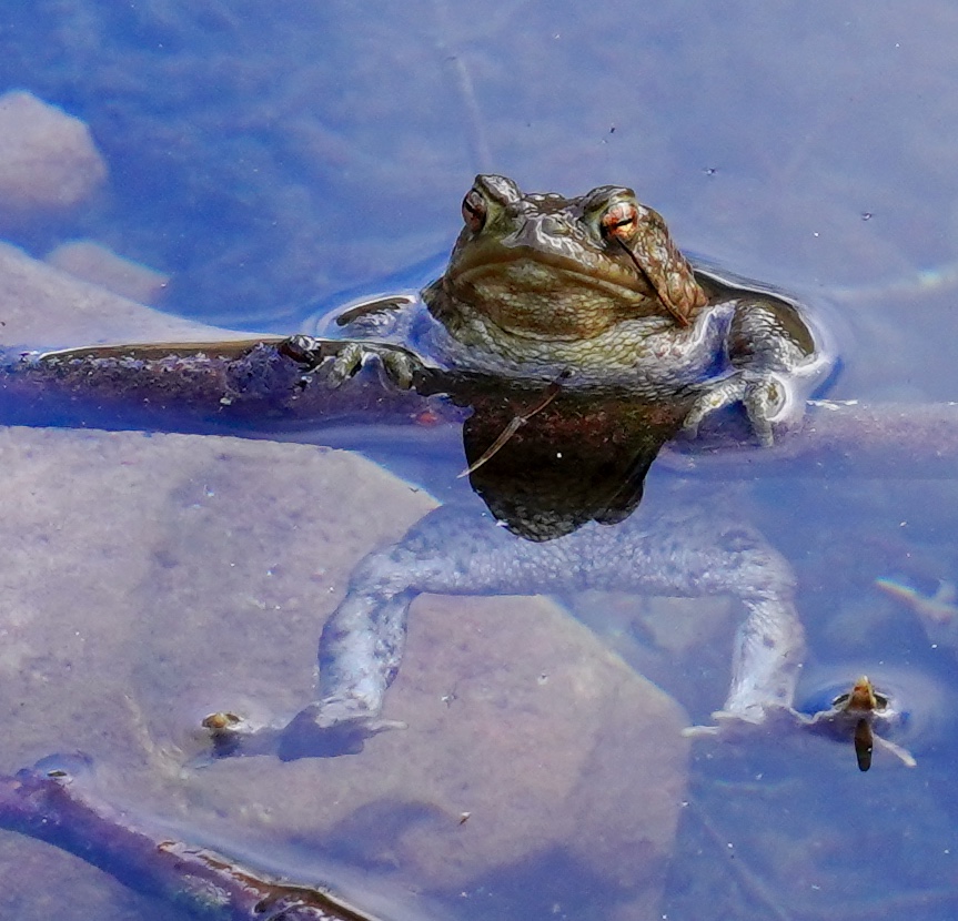 Chillfrog Foto & Bild | natur, tiere, tierdetails Bilder auf fotocommunity