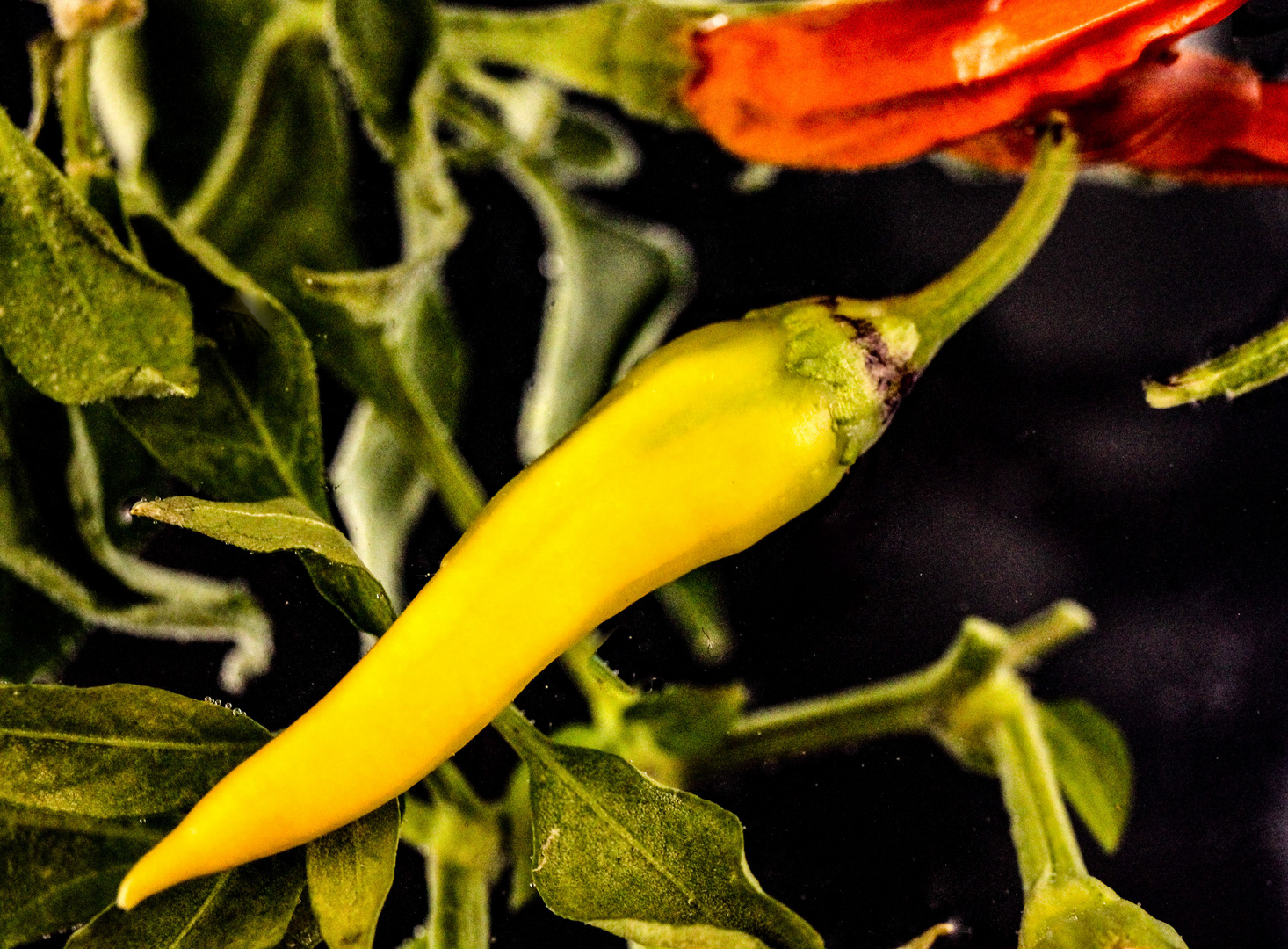 Chilli Foto & Bild | pflanzen, pilze & flechten, jahreszeiten, herbst ...