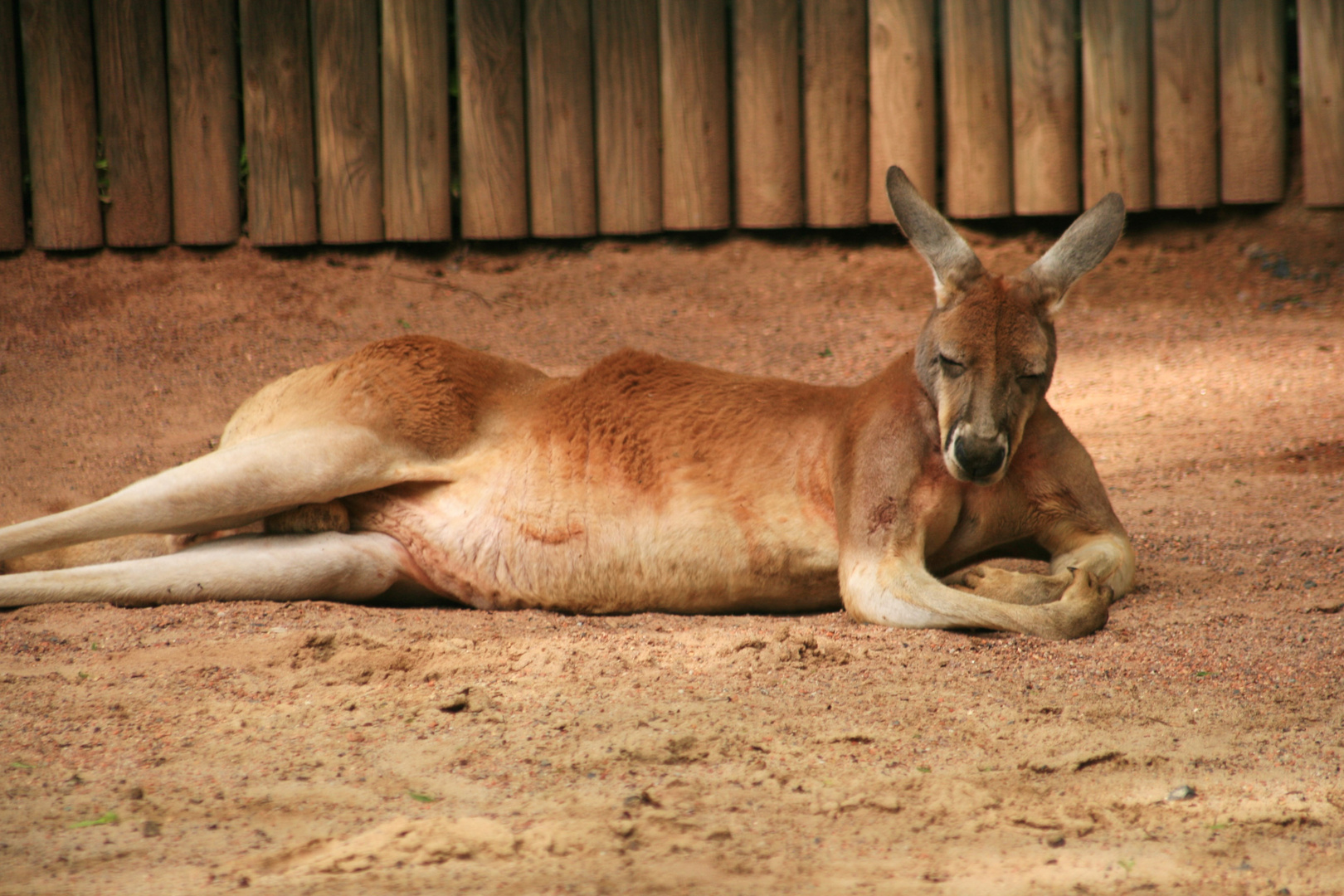 chillig Foto & Bild | tiere, känguru, natur Bilder auf fotocommunity