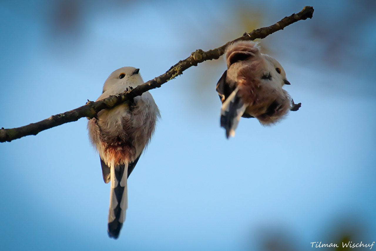 Chilling... Foto & Bild | tiere, wildlife, wild lebende vögel Bilder ...