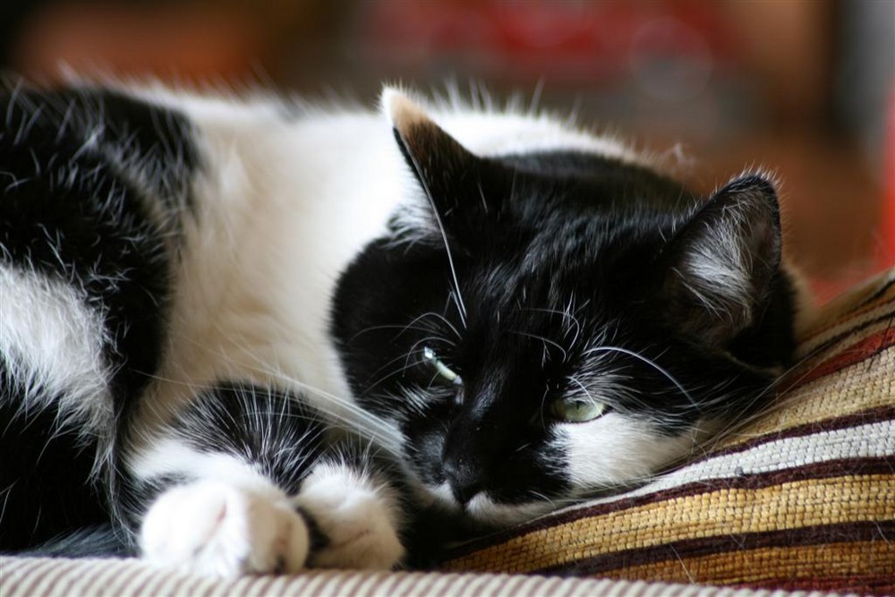 Chilling Cat Foto & Bild | tiere, haustiere, katzen Bilder auf ...