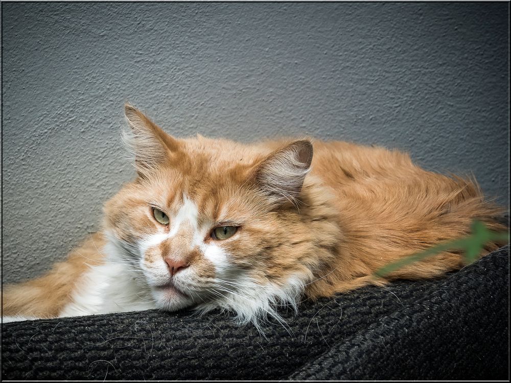 Chilling Cat Foto & Bild | tiere, haustiere, katzen Bilder auf ...