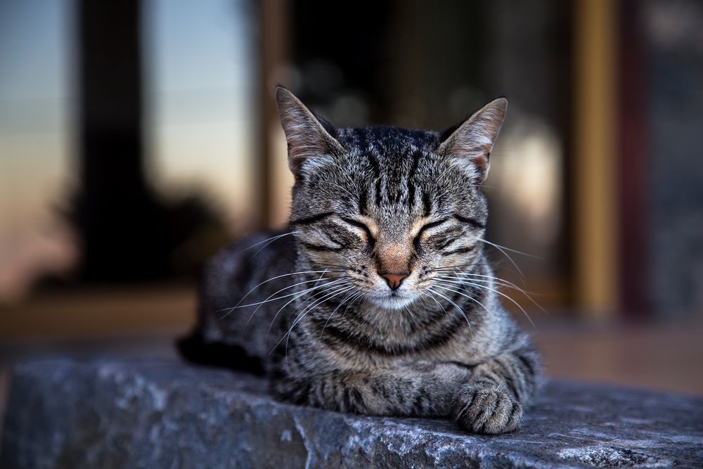 chilling cat Foto & Bild | world, katze, madeira Bilder auf fotocommunity