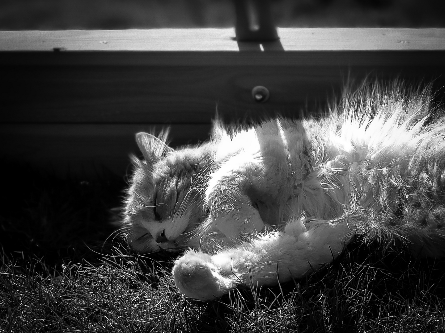 Chilling In The Sun Foto And Bild Tiere Haustiere Katzen Bilder Auf