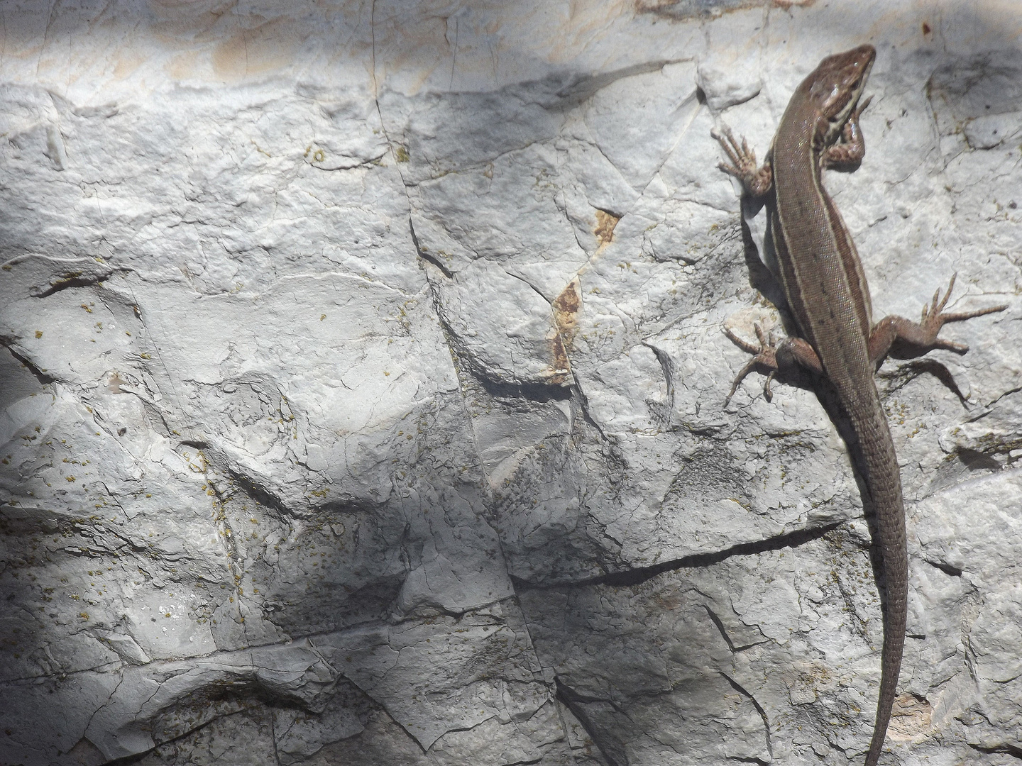 Chilling In The Sun Foto And Bild Tiere Natur Tier Bilder Auf
